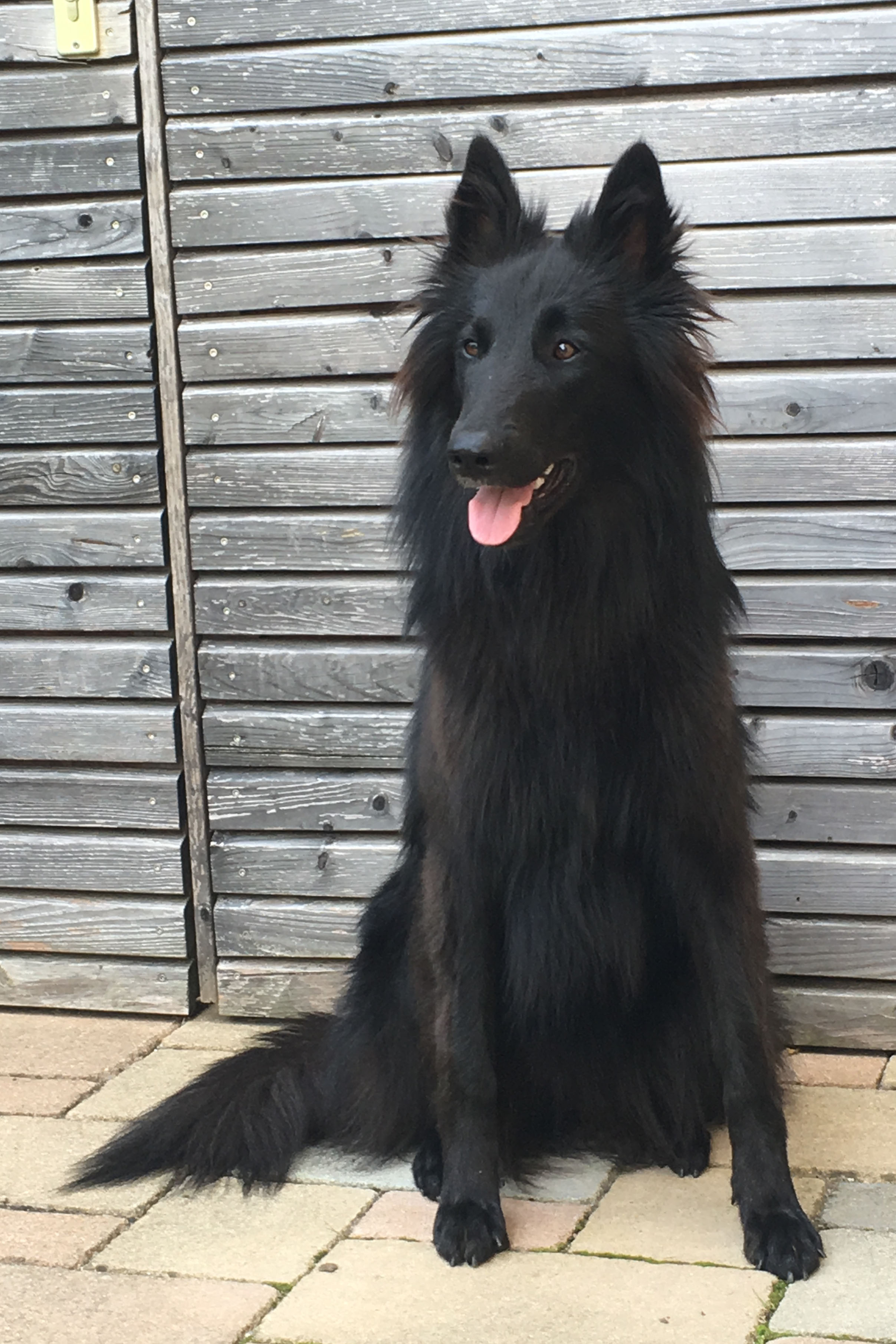 Zuchtstätte für belgische Schäferhunde - Fire Lily vom Sallenbusch